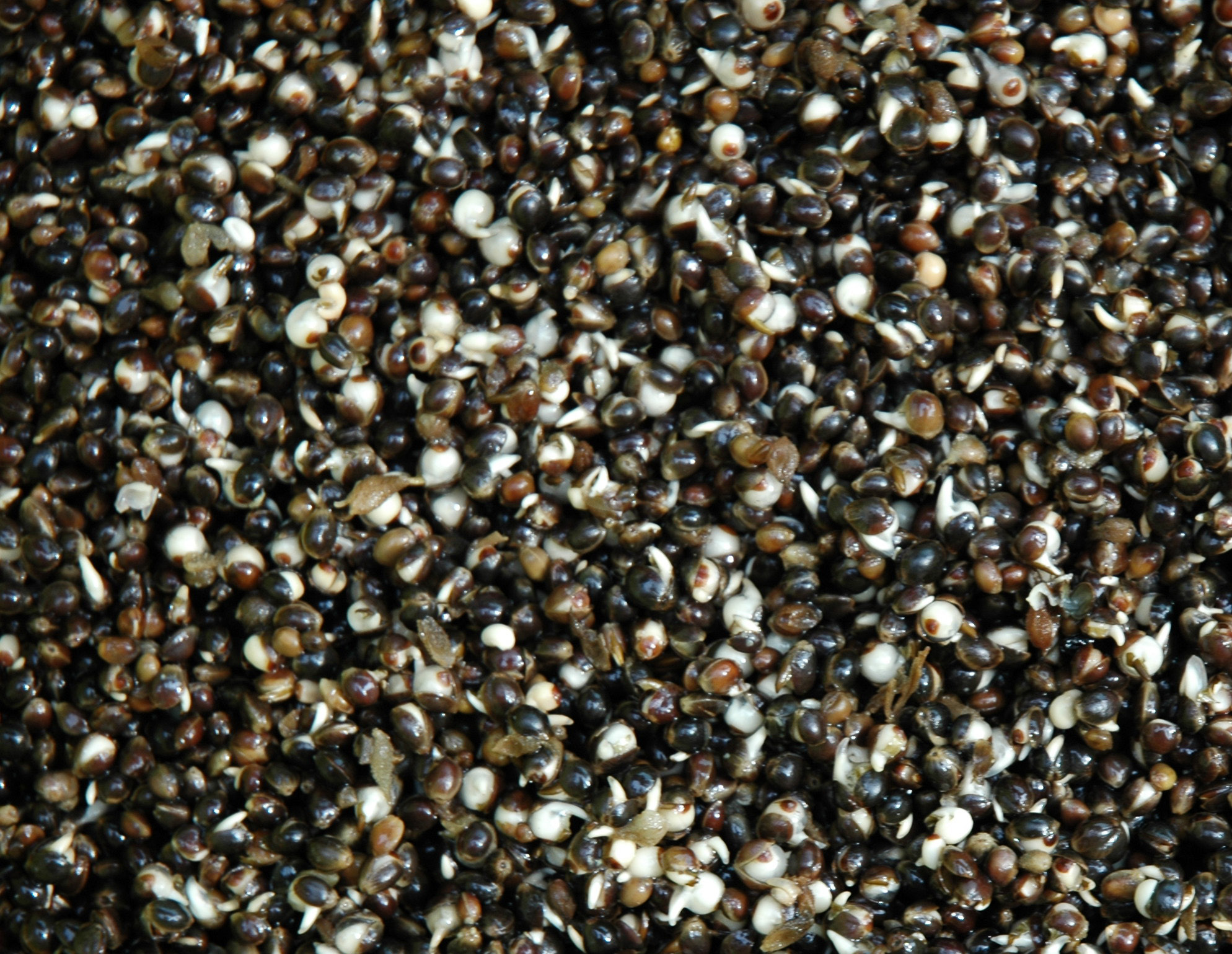 Zeelt 10 tips | Hoe, Waar en Waarmee vang je Zeelt | Beet.nl