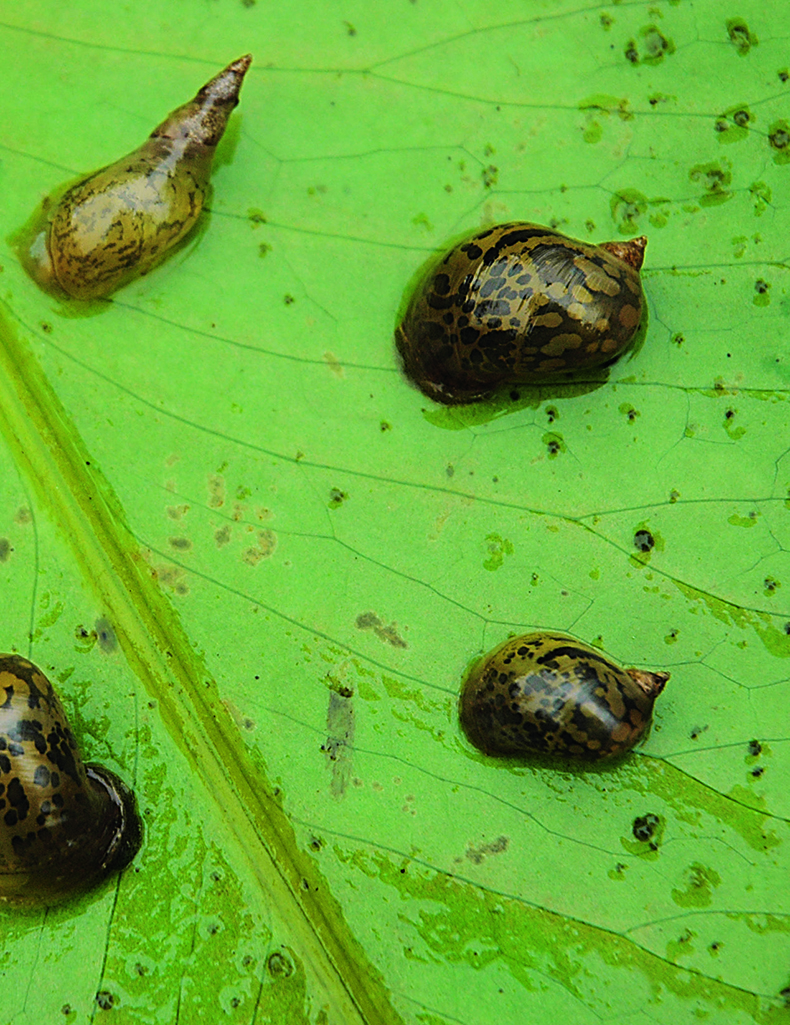 Zeelt 10 tips | Hoe, Waar en Waarmee vang je Zeelt | Beet.nl