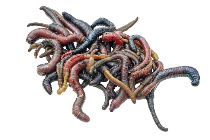 Zeevissen | Natuurlijke aassoorten | Beet Magazine