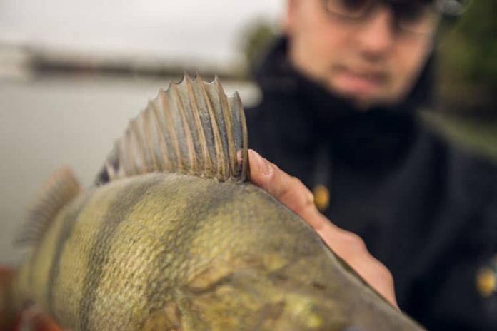 Tien Baars Tips | Baarsspecialist Vincent Tobé | Check Beet.nl