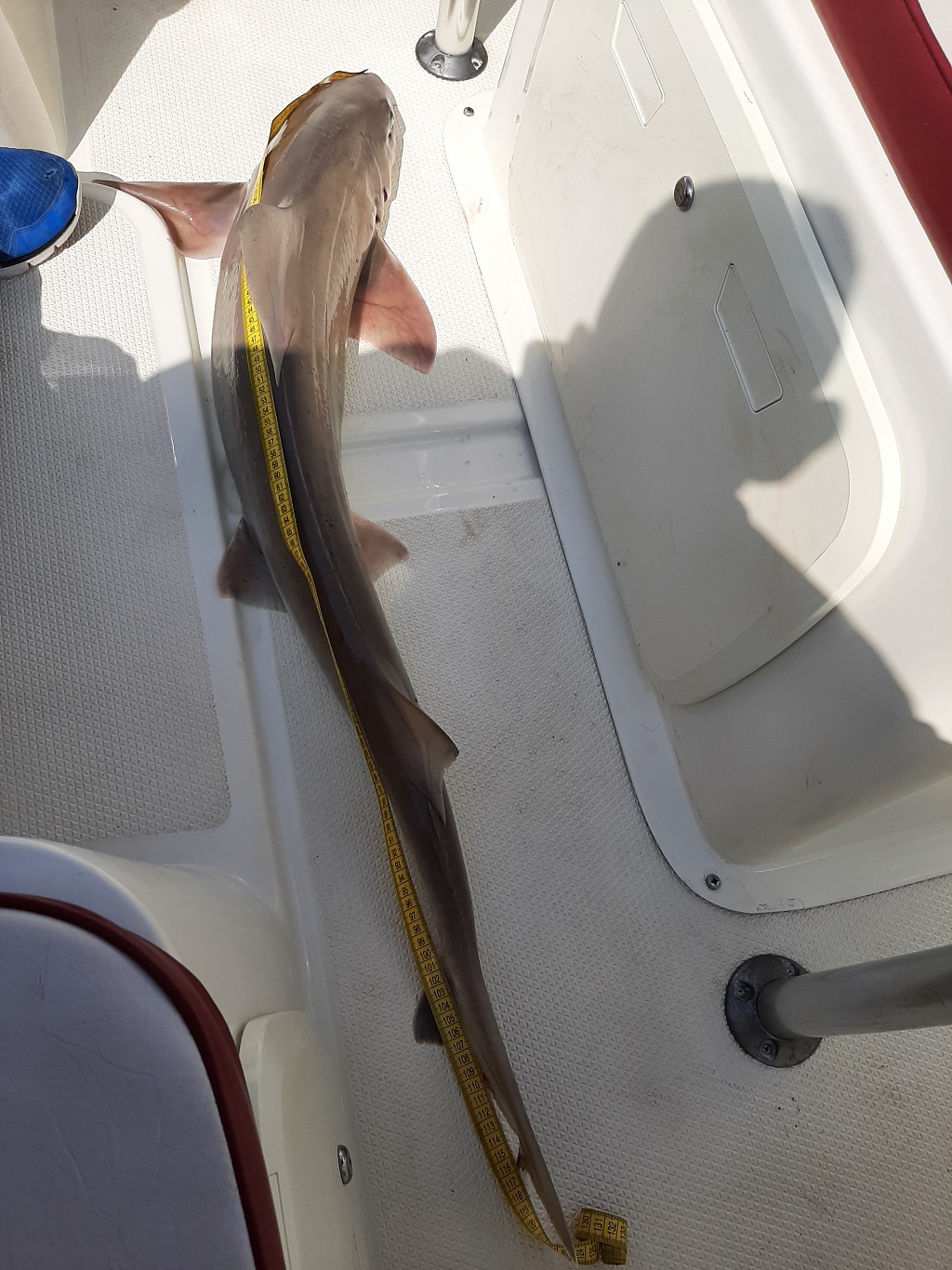 Terug naar de Oosterschelde op haai en rog! - Beet Magazine