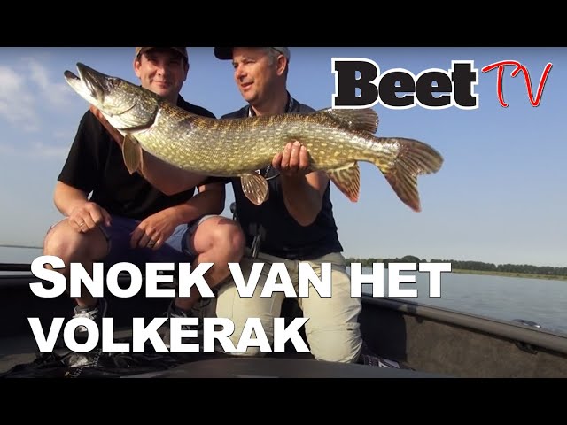 Luc Coppens vangt mega snoek op het Volkerak - Beet Magazine