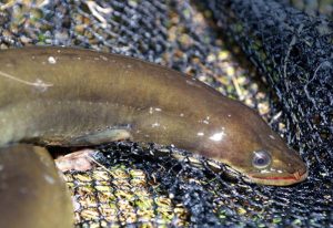 Waar, hoe en waarmee vang je paling? - Lees het op Beet.nl